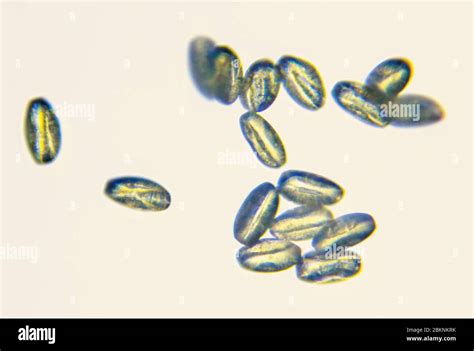 Granos De Polen Bajo Un Microscopio
