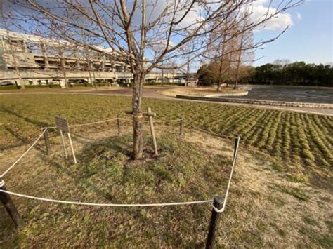 【泉区七北田】七北田公園の『ゆづ桜』の様子。（2024年3月14日時点） 仙台つーしん