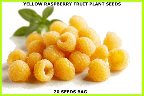 Fresh Imported Golden Raspberry Fruit Plant Hybrid Seeds 20 Seeds Bag