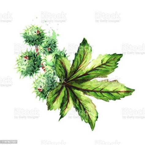 피마자유 공장 리시누스 공산주의 녹색 콩과 잎브런치 흰색 배경에 격리 된 수채화 손으로 그린 그림 건강관리와 의술에 대한 스톡 벡터 아트 및 기타 이미지 Istock