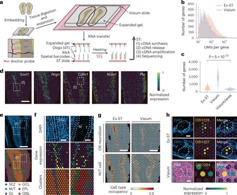 Žaneta Andrusivová On Linkedin Expansion Spatial Transcriptomics