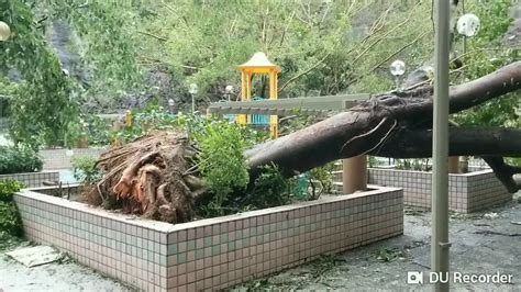 香港 超強颱風 山竹 吹殘過後踏上無盡返工旅途 大樹連根拔起 Youtube