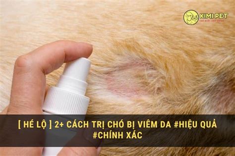 HÉ LỘ Cách trị chó bị viêm da Hiệu quả Chính xác