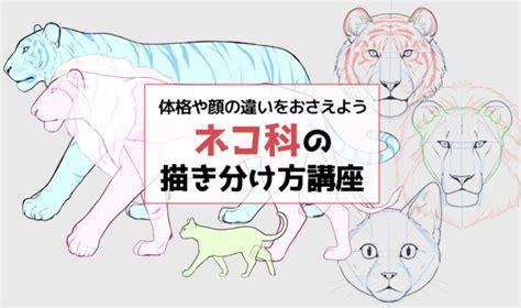体格や顔の違いをおさえよう！ ネコ科の描き分け方講座 いちあっぷ