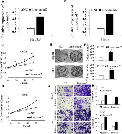 Linc‐smad7 Promoted Hcc Cells Proliferation Migration And Invasion