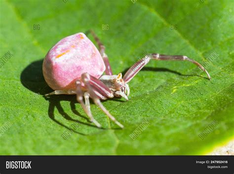 Pink Crab Spider Image And Photo Free Trial Bigstock