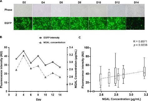Monitoring Egfp And Ngal Expression A Cell Morphology And