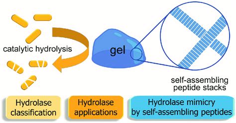 Outline Of This Concise Review Of Hydrolase Mimicry By Self Assembled