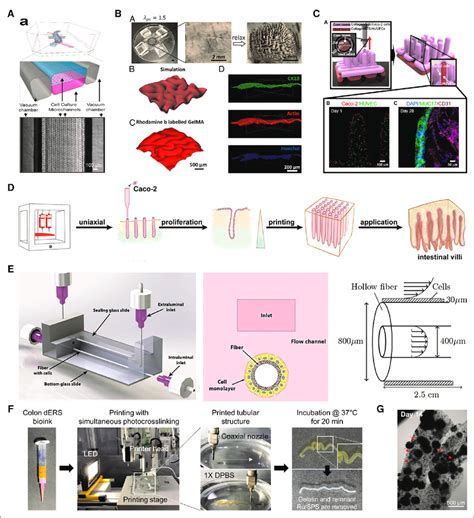 Biofrbrication Technologies For In Vitro Gut Models A Quasi 3d Download Scientific Diagram