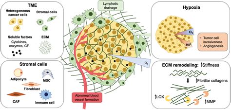 Schematics Of The TME And Its Key Elements Tumors Are Formed By A