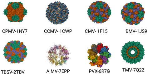 What Is The Purpose Of A Plant Viruses At Jenenge Blog