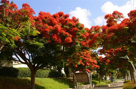 화려한 Arvore 나무입니다 꽃이 만발한 왕실 굴모하르 Delonix Regia 꽃입니다 0명에 대한 스톡 사진 및 기타