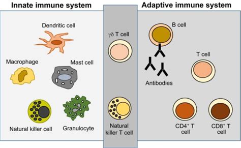 Immune System What Defense Summary Gcse Biology Revision