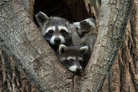 Ces 15 Photos D Animaux Hilarantes Sont Finalistes Du Comedy Wildlife