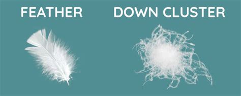 difference between feather and down cluster which is better