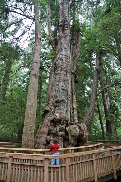 Boardwalk Hike Leads To A Towering Tree In Rockaway Beach