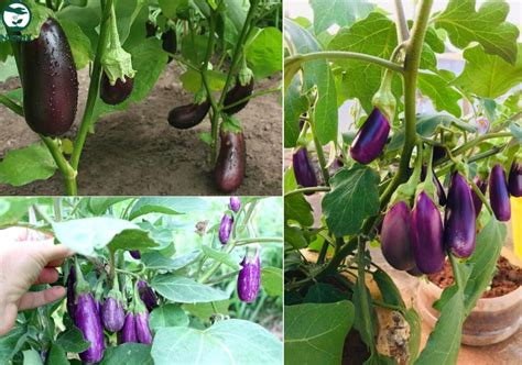 Cách Trồng Cà Tím đơn Giản Tại Nhà Trái To Nhiều