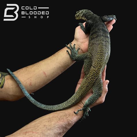 Adult Tri Color Monitor Varanus Yuwonoi 1