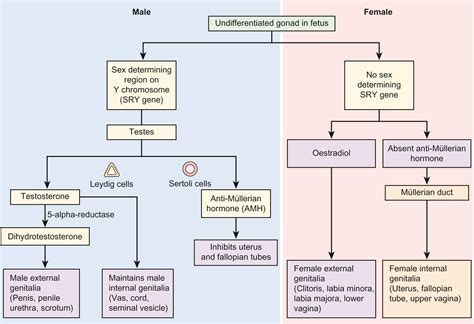 Genital Disorders Clinical Tree