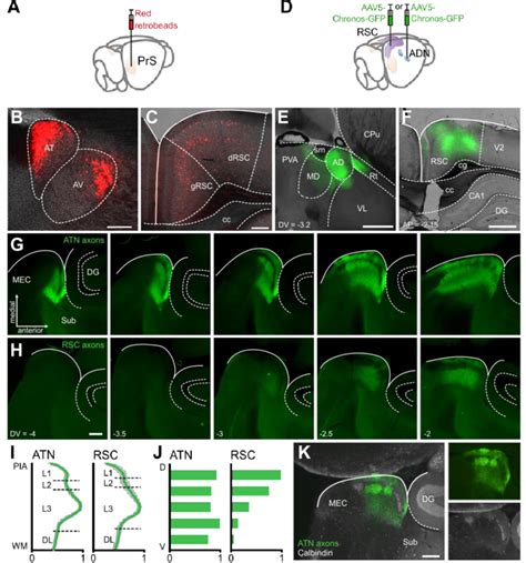Atn And Rsc Send Strong Axonal Projections To The Superficial Layers Of