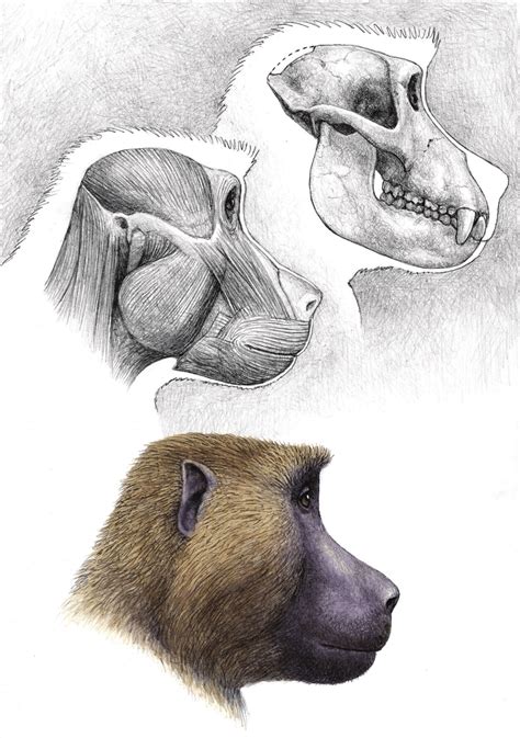 118 Reconstruction Of The Head Of Theropithecus Oswaldi From The Okote