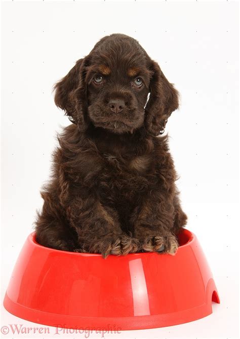American Cocker Spaniel Pup Sitting In A Dog Bowl Photo Wp32531