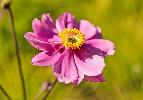 シュウメイギク（秋明菊）の育て方と植物の特徴をわかりやすく解説