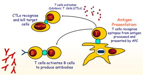 Antigen Recognition In Adaptive Immunity 2 Processing Presentation Flashcards Quizlet