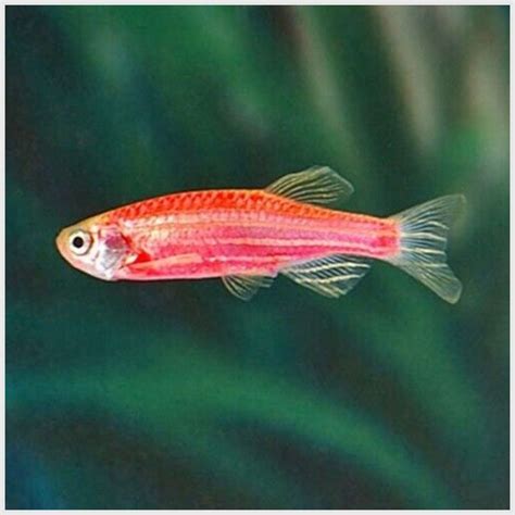 Pink Zebra Danio From £400 Tropical Fish Uk Delivery