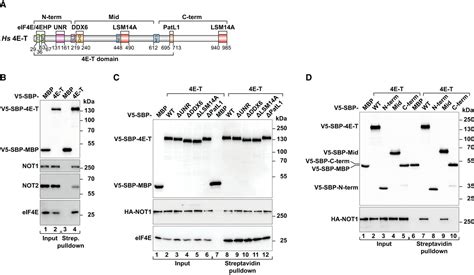 4e T Bound Mrnas Are Stored In A Silenced And Deadenylated Form