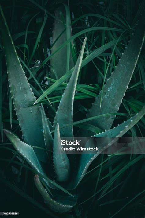 허브 사이에서 자라는 스파이크 용설란 식물의 수직 근접 촬영 0명에 대한 스톡 사진 및 기타 이미지 0명 가시 날카로운 Istock