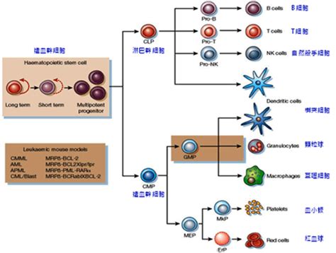 免疫細胞是什麼 穎奕細胞銀行