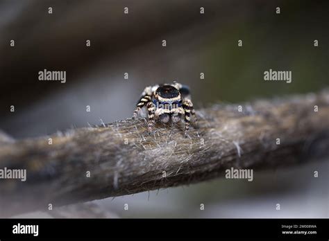 Male Peacock Spider Maratus Personatus In His Breeding Colours Stock