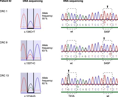 Comparison Of Mutated Ctnnb1 Allele Frequencies As Detected By Dna