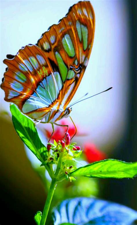 Winged Jewels Artofit