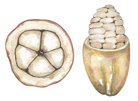 Watercolor Cacao Pod Illustration Cocoa Clipart Graphic Chocolate
