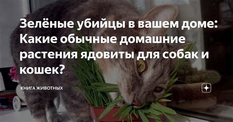 Зелёные убийцы в вашем доме Какие обычные домашние растения ядовиты