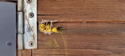 Hello Lads Ladies Bees And Beekeepers What Kind Of Bee Is This