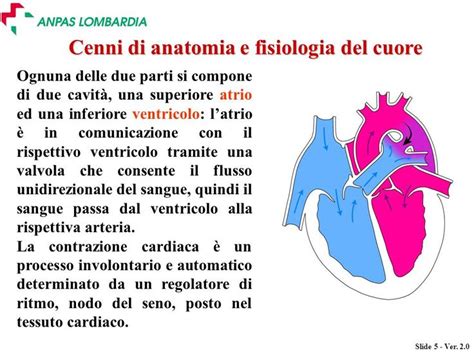 IL SISTEMA CARDIOCIRCOLATORIO Anatomia E Fisiologia Ppt Video Online Scaricare Anatomia E