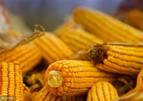 玉米收穫後該如何貯藏掌握4個小技巧每斤多賣2毛錢 每日頭條