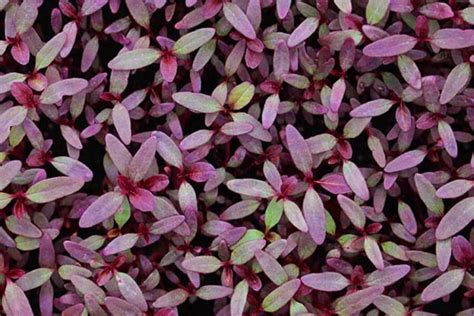 Red Amaranth Micro Cress Nurtured In Norfolk