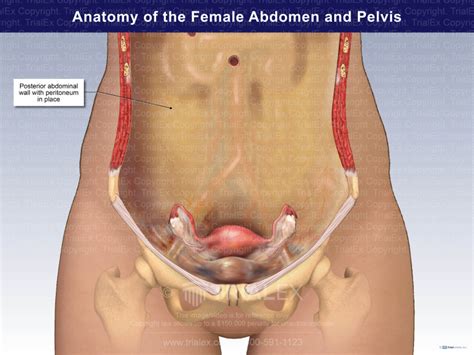 Human Female Abdomen Pelvis Diagram Rib Cage Medical Art Library