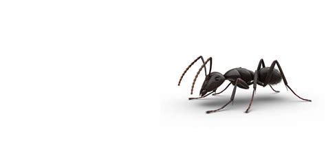 Fourmi Charpentière Identification Et Solutions Integral Xt