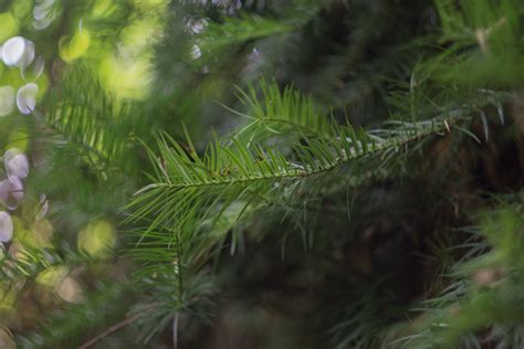 Free Images Tree Forest Branch Leaf Flower Green Jungle Botany