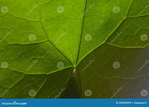Close Up Of Leaf Of Giloy Vine Climber Stock Image Image Of Moonseed