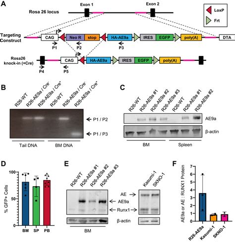 A Rosa26 Ae9a Ki Mouse Model Moderately Overexpresses Ae9a Protein A