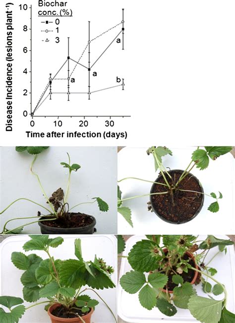 Biochar Mediates Systemic Response Of Strawberry To Foliar Fungal Pathogens Springerlink