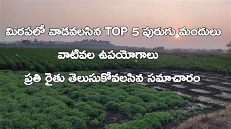 Top 5 Insecticide For Chilli Top 5 Branded Insecticide Thrips