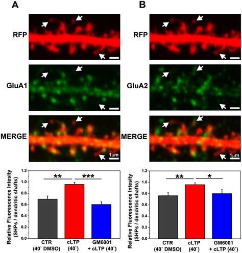 Cltp Drives Glua1 And Glua2 Containing Ampars Into Spines That Carry
