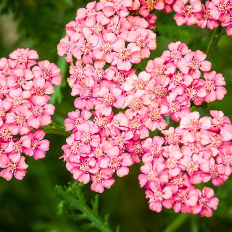 Yarrow Flower Meaning Spiritual Symbolism Color Meaning And More